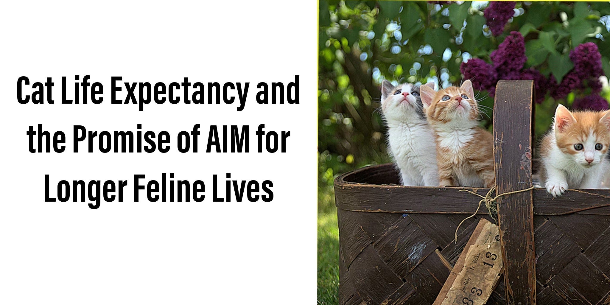 Cat Life Expectancy and the Promise of AIM for Longer Feline Lives – My ...