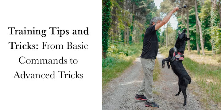 Training Tips and Tricks: From Basic Commands to Advanced Tricks – My ...